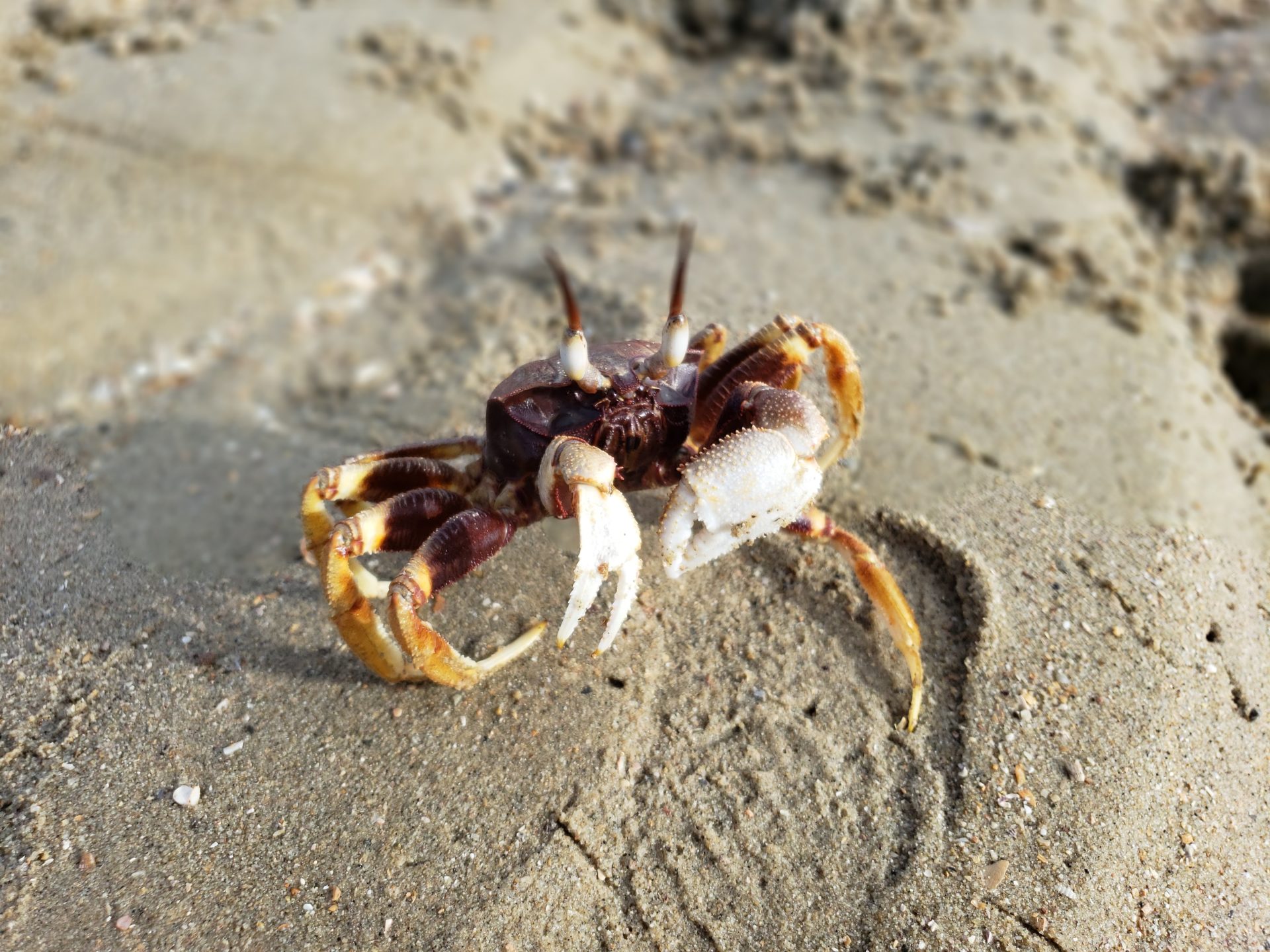 CRAB LAB – The Digital Naturalism Conference